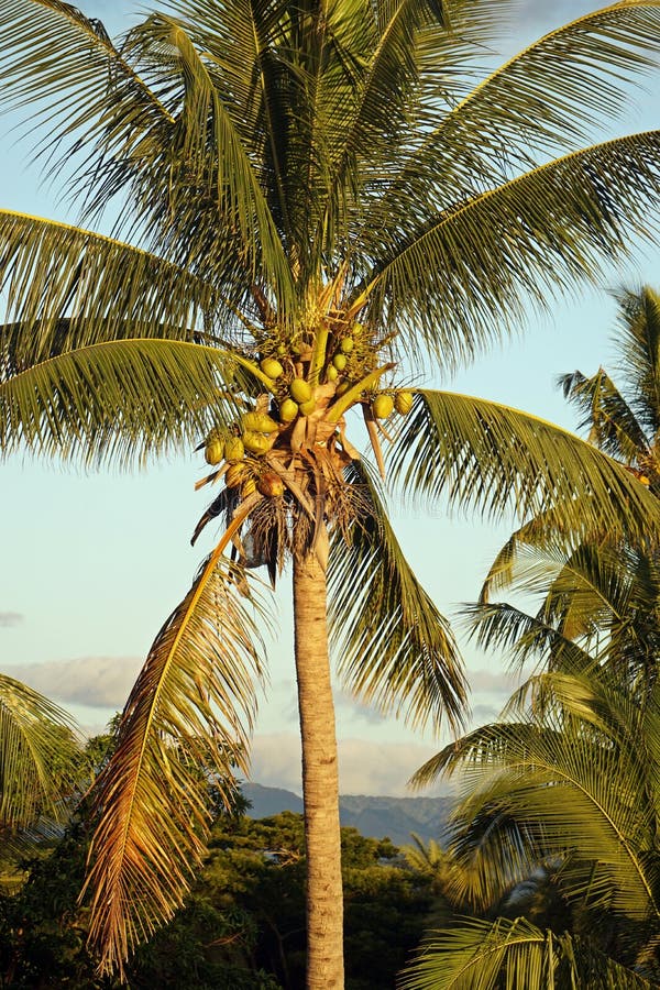 Fiji Nadi Coconut and Palm Tree Stock Photo - Image of tropical, fiji ...