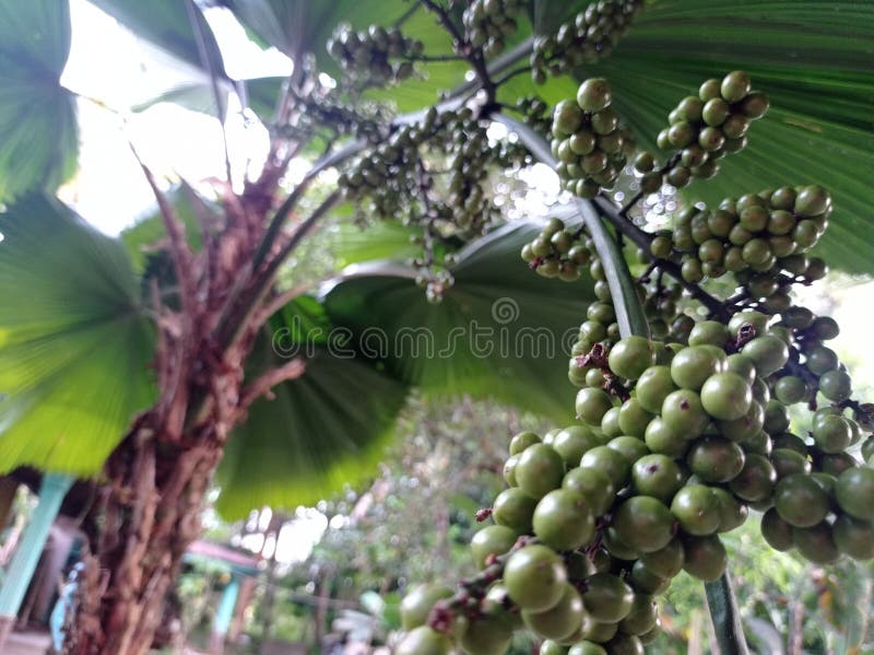 Fiji palm plant stock photo. Image of front, dense, fruit - 273410676