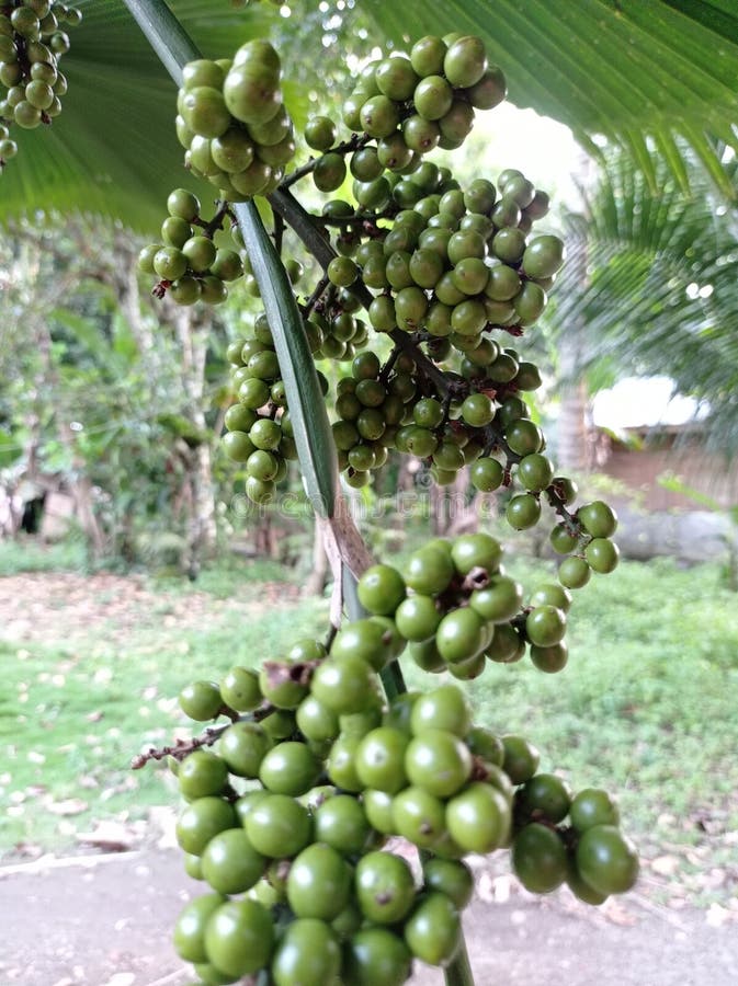 Fiji palm stock image. Image of yard, plant, front, dense - 273410689