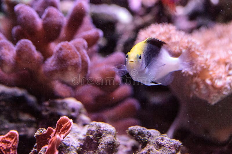 Fiji Yellow Head Damsel Chrysiptera Rollandi Stock Photo - Image of ...