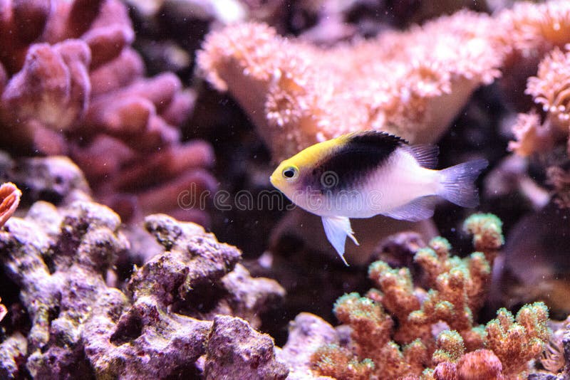 Fiji Yellow Head Damsel Chrysiptera Rollandi Stock Photo - Image of ...