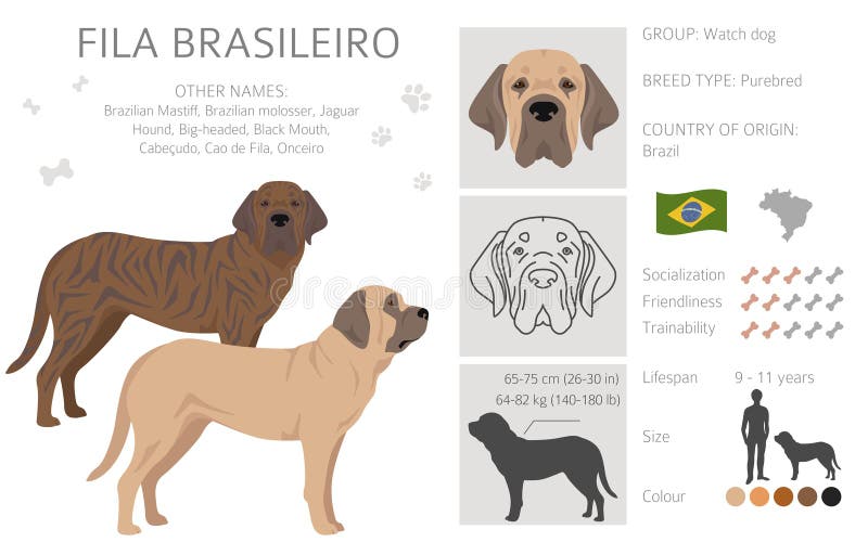 Are Fila Brazilian Dogs Aggressive