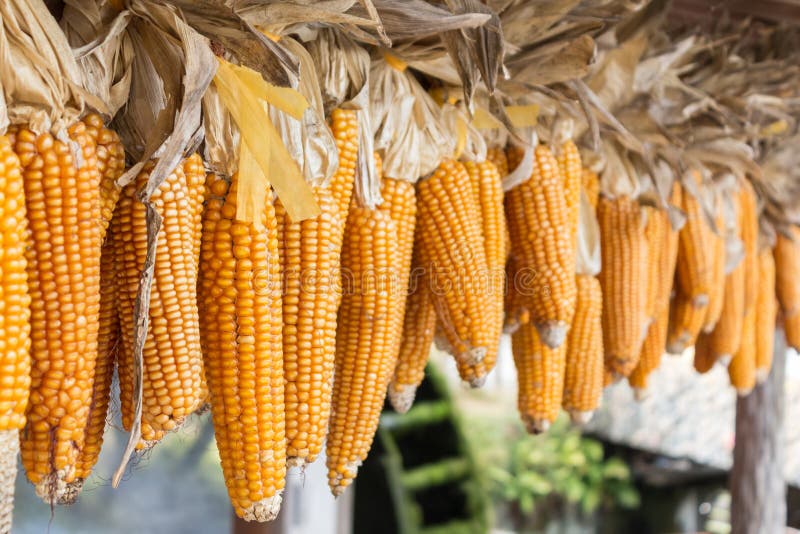 Fila De Colgar La Mazorca De Maíz Seca Imagen de archivo - Imagen de ...
