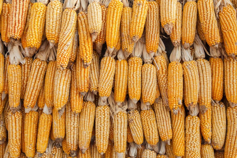 313 Mazorca De Maíz Seca Fotos de stock - Fotos libres de regalías de ...