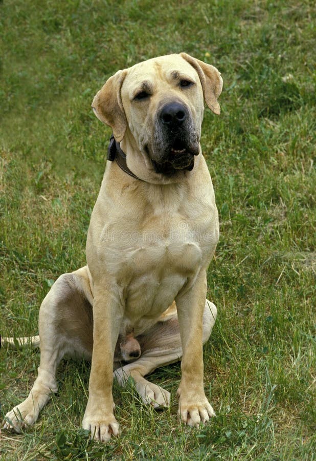 Fila Masculino Brasileiro Raza De Perro De Brasil Foto de archivo ...