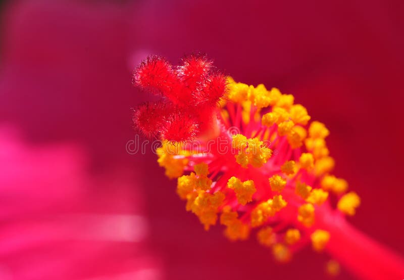 5,982 Filament Flower Photos - Free & Royalty-Free Stock Photos from ...