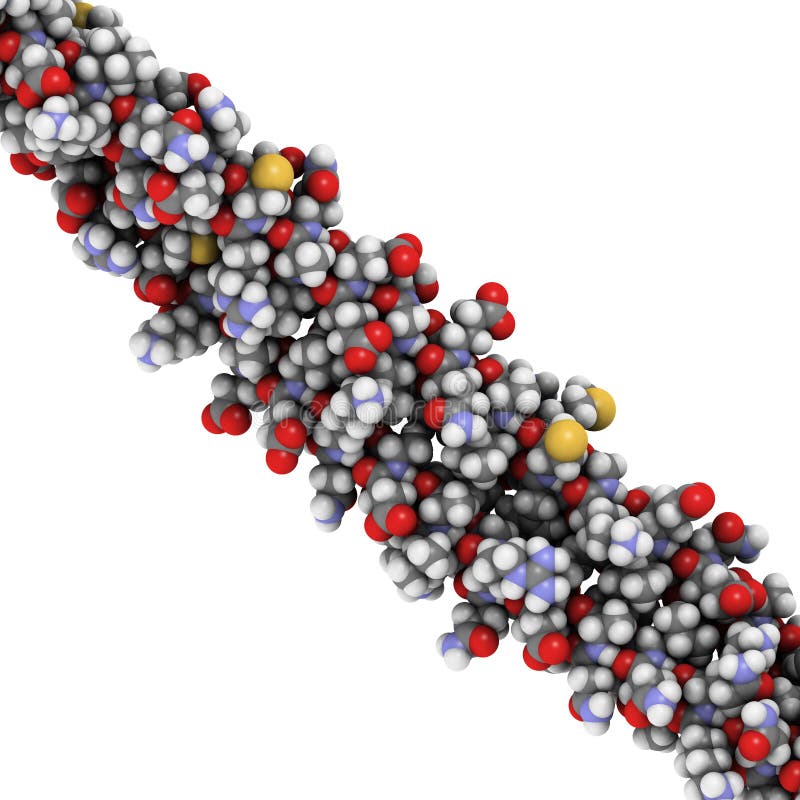 Filamenti Intermedi Di Cheratina Immagine Stock - Illustrazione di ...