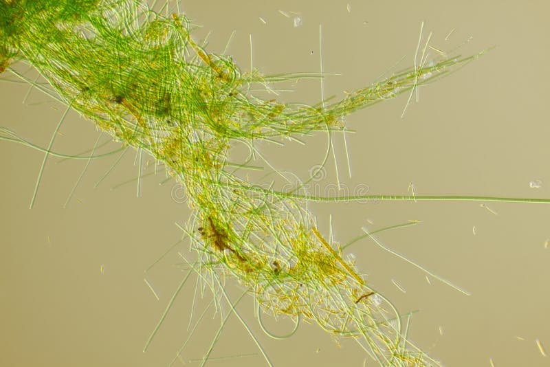 Filamentos De Las Algas Verdes Foto de archivo - Imagen de fibras, cubo ...
