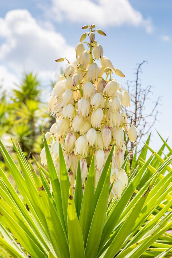 Yuca foto de archivo. Imagen de tuercas, tradicional - 25049084
