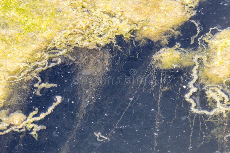 Filamentous Algae Growing on Surface of Pond Creating Eutrophication Stock Image - Image of pond ...