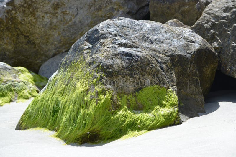 Filamentous Algae on the Jetty Stock Photo - Image of florida, sandy ...