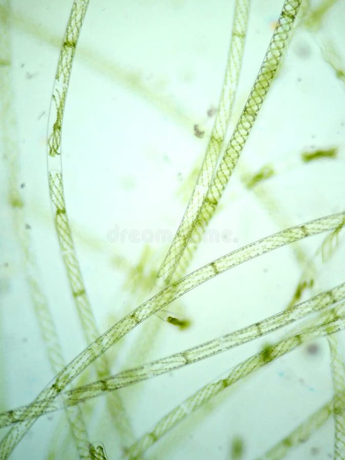 Filamentous algae stock image. Image of macro, focus - 89484859