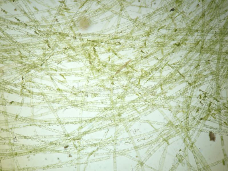 Filamentous algae stock image. Image of healthcare, aquaculture - 89484919