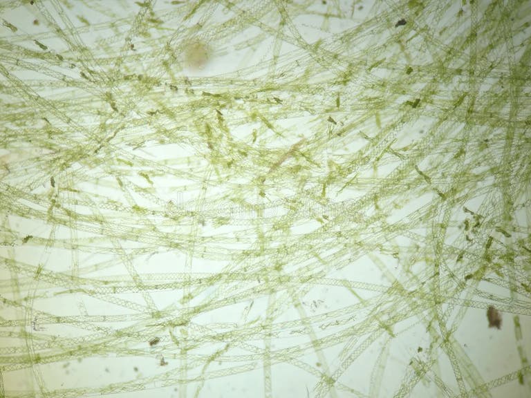 Filamentous algae stock image. Image of healthcare, aquaculture - 89484919