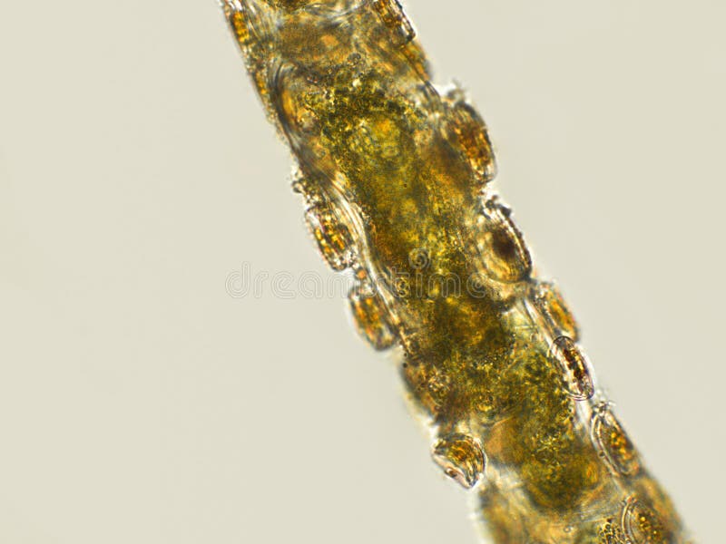 Filamentous Algae Under Microscopic View Stock Image - Image of ...