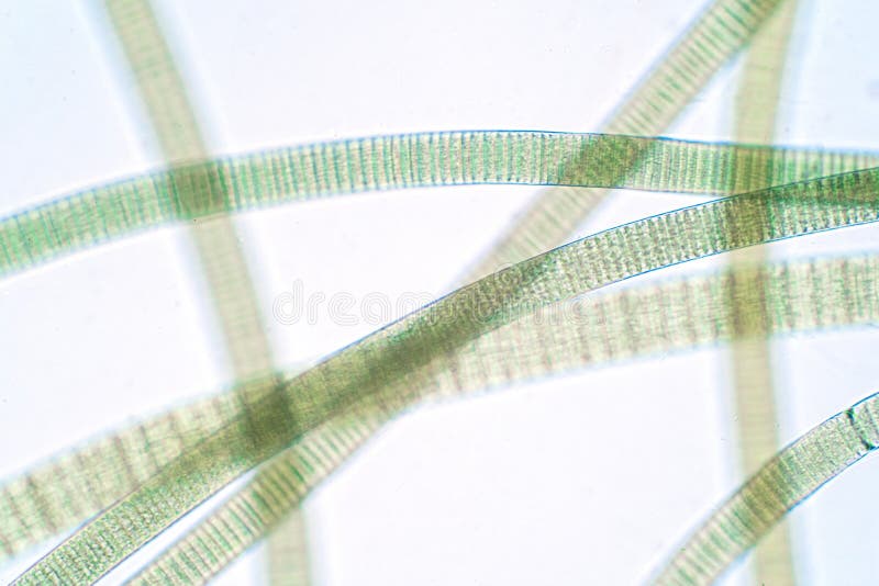 Filamentous of Cyanobacteria Oscillatoria Under Microscopic View for ...