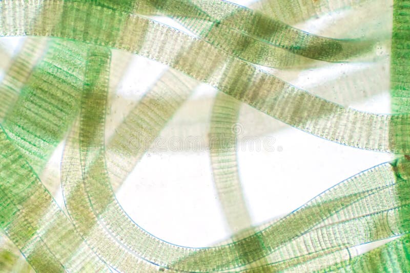 Filamentous of Cyanobacteria Oscillatoria Under Microscopic View for ...