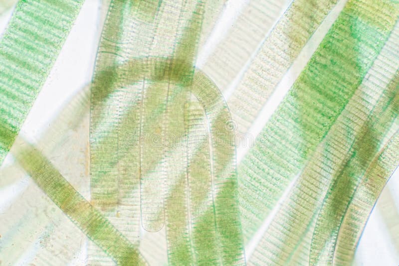 Filamentous of Cyanobacteria Oscillatoria Under Microscopic View for ...