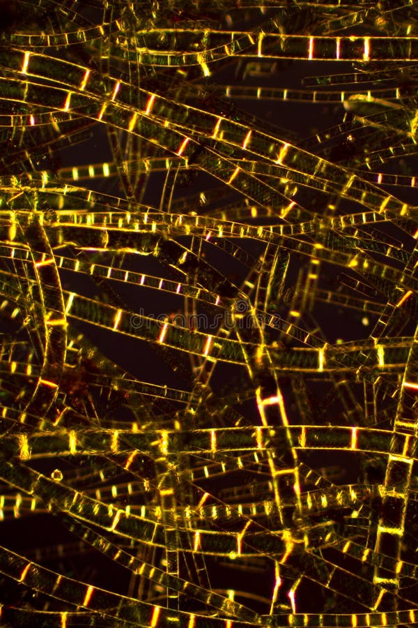 Golden Filaments of a Green Algae in Pond Water Stock Photo - Image of ...