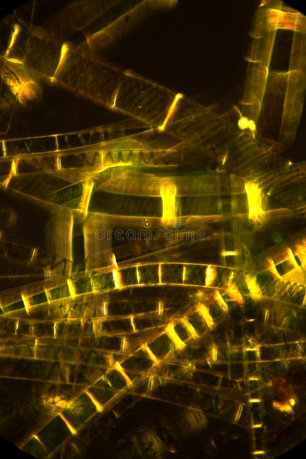 Golden Filaments of a Green Algae in Pond Water Stock Photo - Image of ...