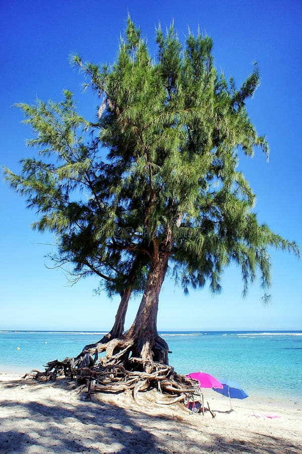 Filao Picture. Image: 84928490