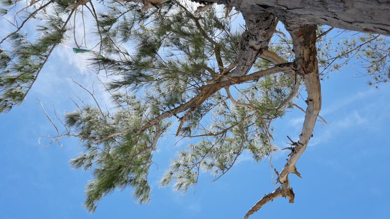 Filao stock image. Image of sunny, tree, filao, beach - 118587711