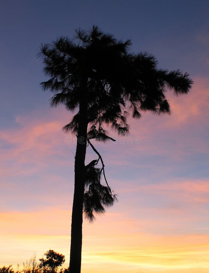 Filao Silhouette Picture. Image: 94860