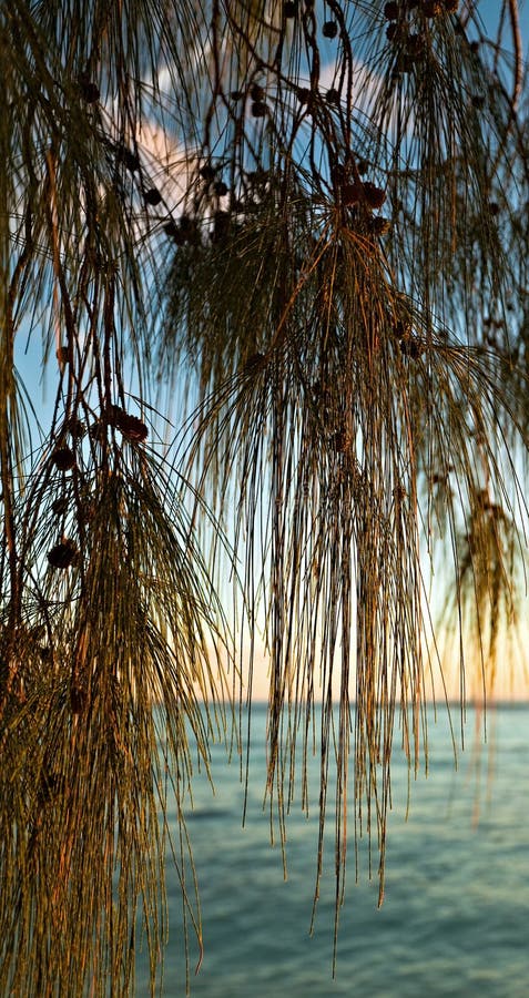 Filao Tree Stock Photo - Image: 28382210