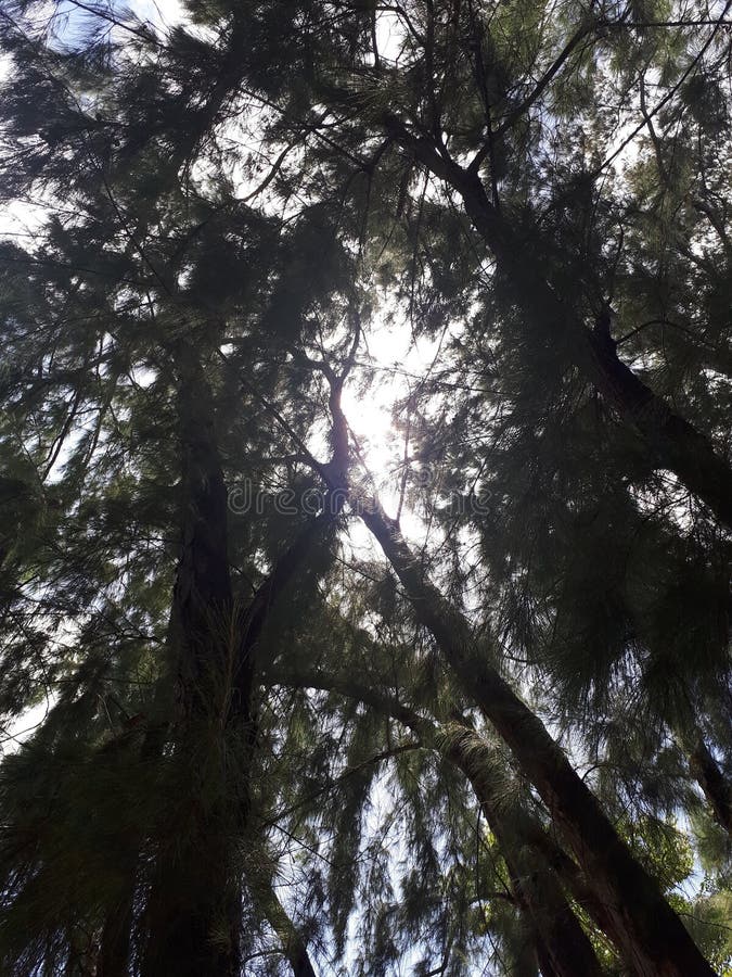 Filao Trees Under the Sun at Beach Stock Image - Image of beach, trees ...