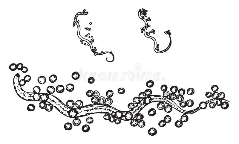 Filaria Embryo, Vintage Engraving Stock Vector - Illustration of organ ...