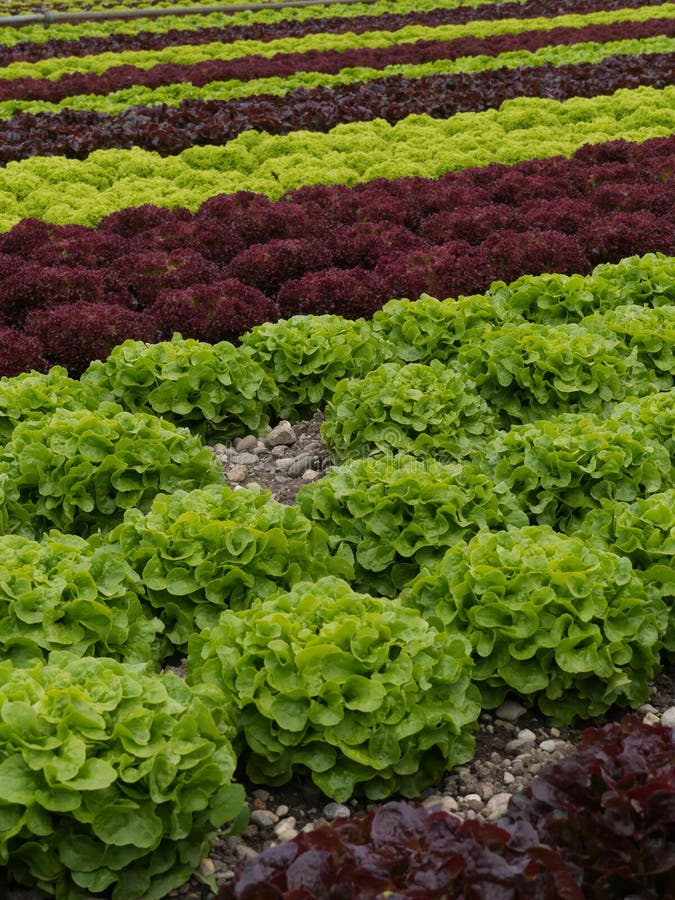 Filas de las lechugas foto de archivo. Imagen de lechuga - 51643182