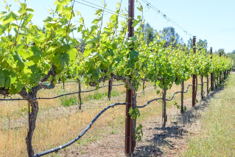 Filas de las vides de uva imagen de archivo. Imagen de alcanzar - 38478051