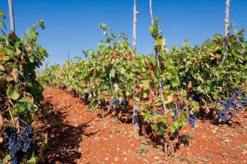 Filas De Las Vides De Uva En Viñedo Imagen de archivo - Imagen de sano ...