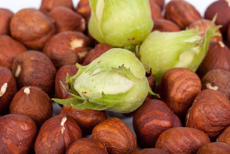 Filbert stock image. Image of flavor, gourmet, brown - 11327203