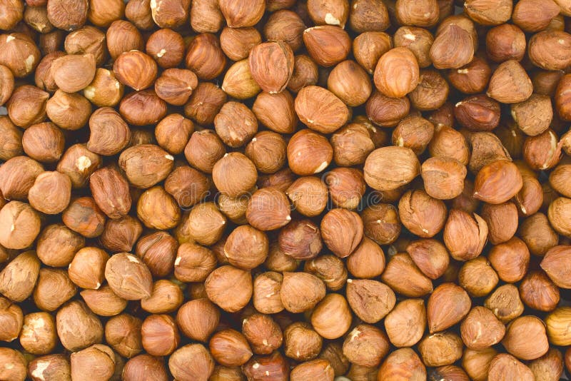 Filbert stock photo. Image of close, three, hazelnut - 12726156