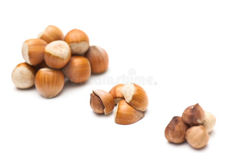 Filbert stock photo. Image of calorie, edible, separately - 11100958