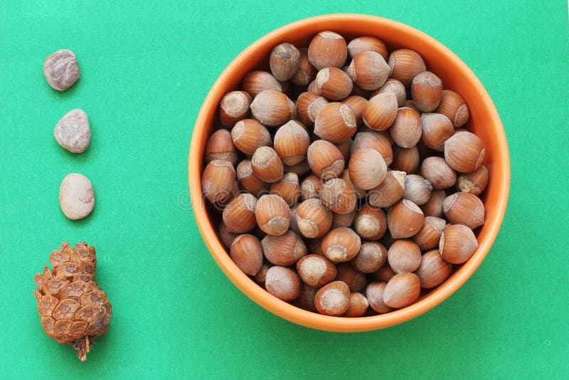 Filbert stock photo. Image of pebbles, green, filbert - 19578560