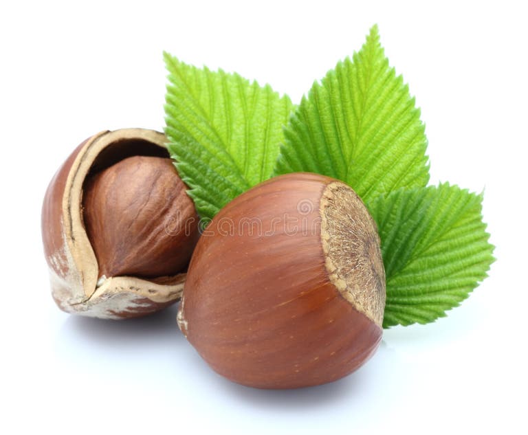 Filbert stock image. Image of filbert, white, nutshell - 21031963