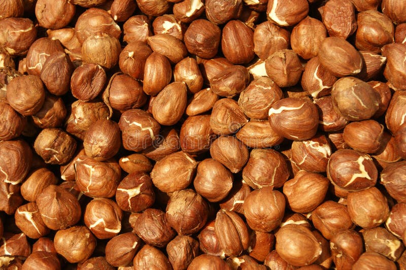 Filbert. stock photo. Image of plantation, heap, round - 25468728