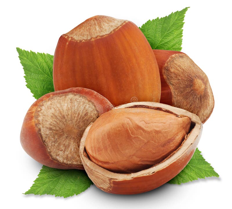 Filbert stock photo. Image of ingredient, white, brown - 28261090