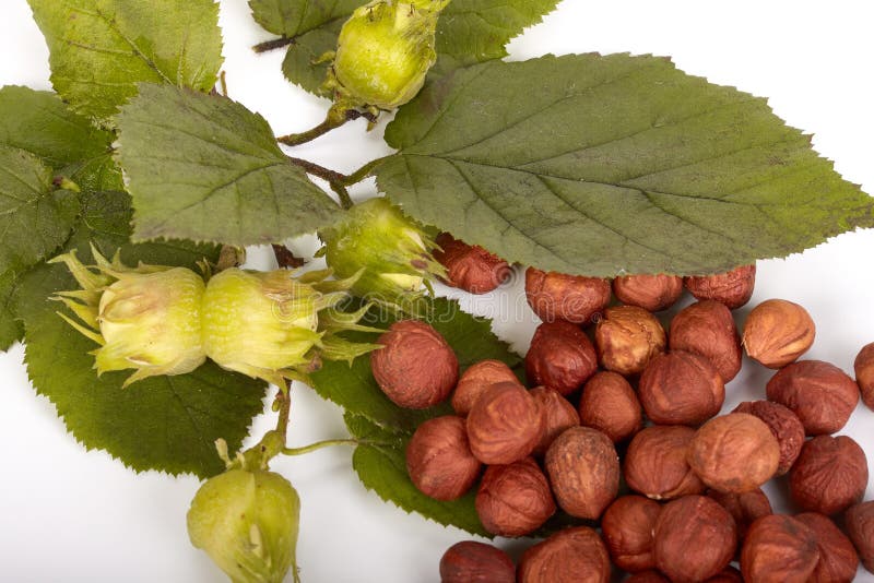 Filbert stock image. Image of concept, flavor, crack - 12142933