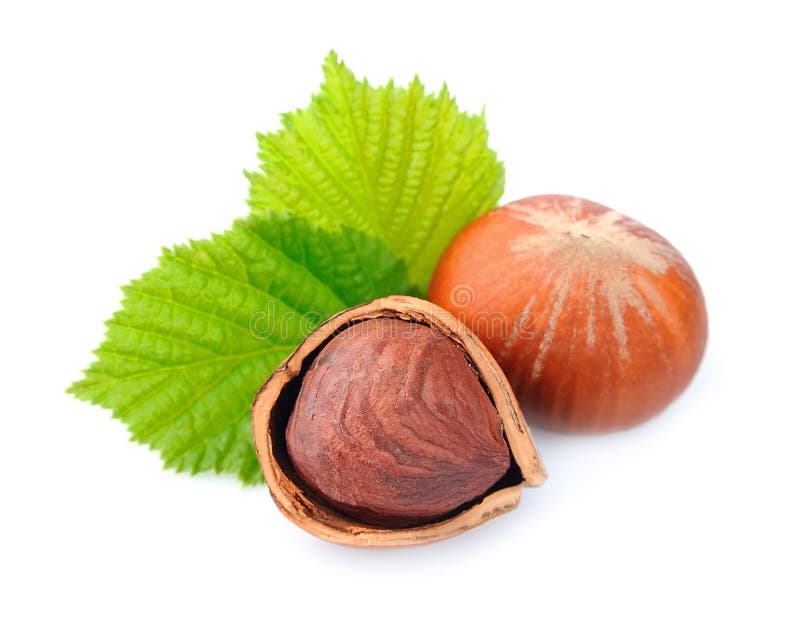 Filbert close up stock photo. Image of brown, seed, food - 30700278