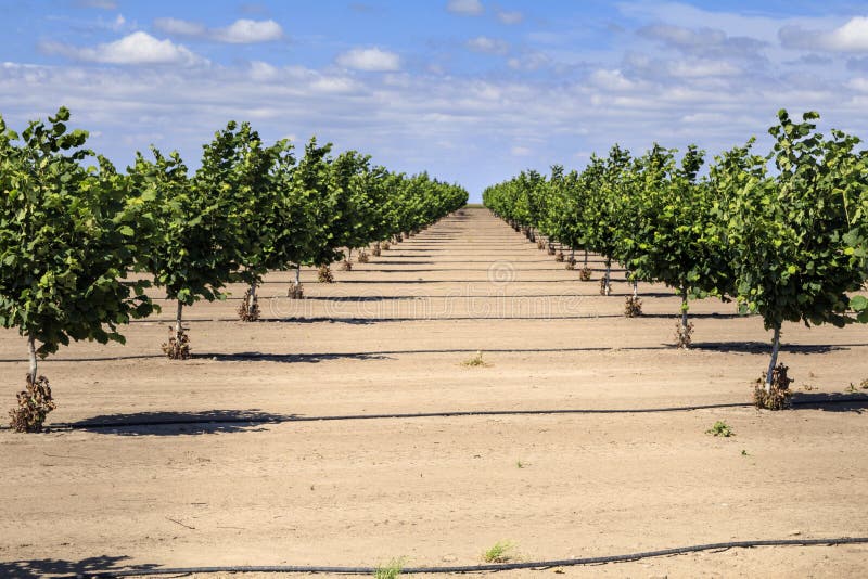 Filbert Hazelnut Orchard stock image. Image of oregon - 95174441