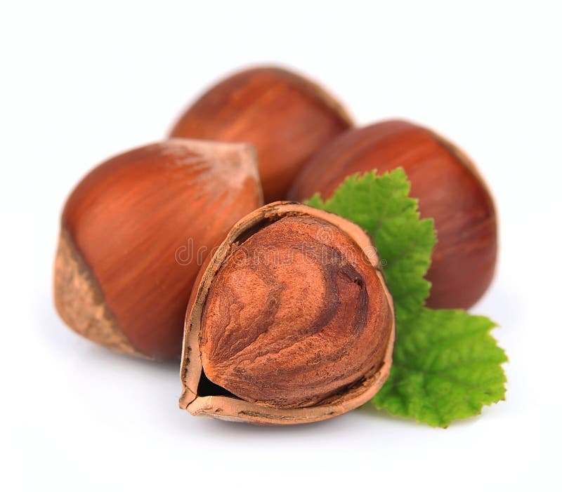 Filbert with leaf stock photo. Image of husk, tree, meal - 27584498