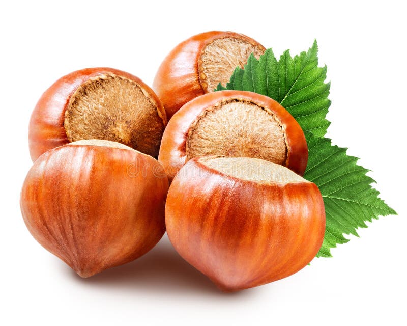 Filbert stock photo. Image of hazel, tree, object, hazelnut - 50545860