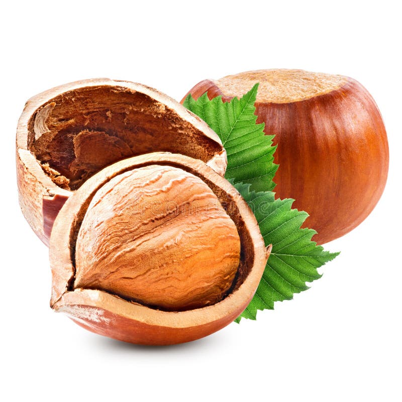 Filbert stock image. Image of close, flavor, isolated - 49820047