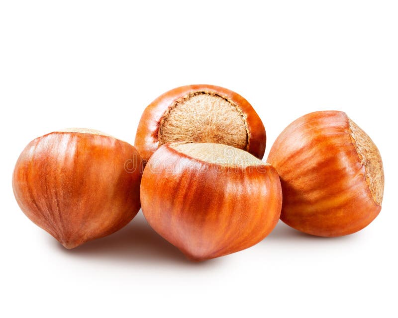 Filbert stock photo. Image of filbert, seasonal, organic - 53480658