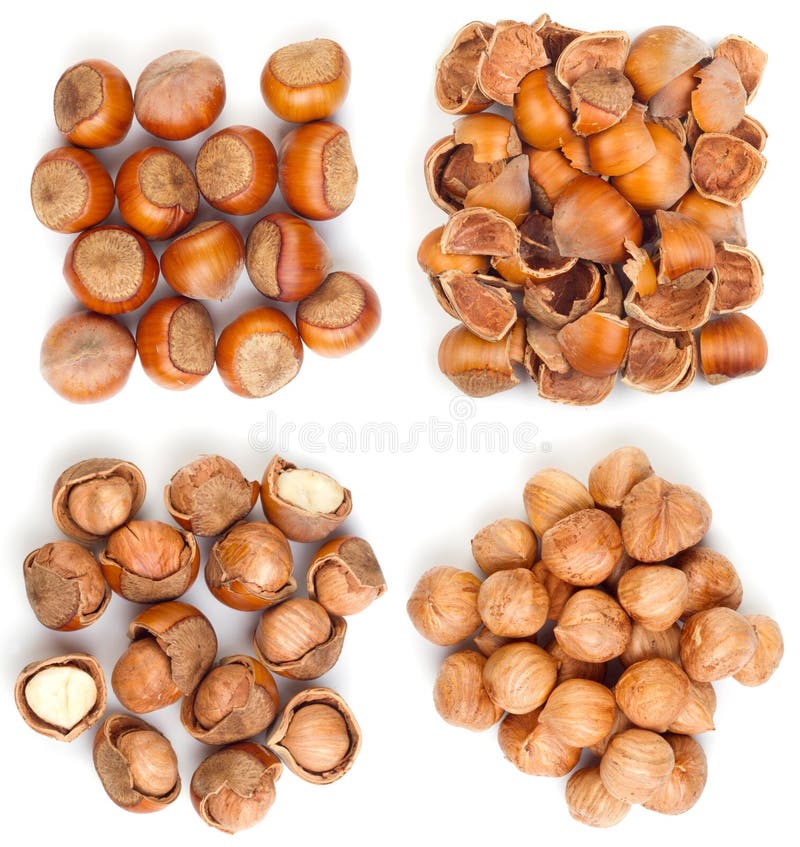 Filbert nut stock image. Image of natural, frond, fall - 22659889