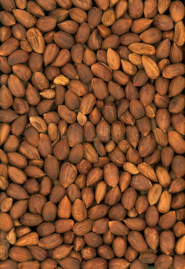 Filbert nuts stock photo. Image of shell, skill, break - 19530298