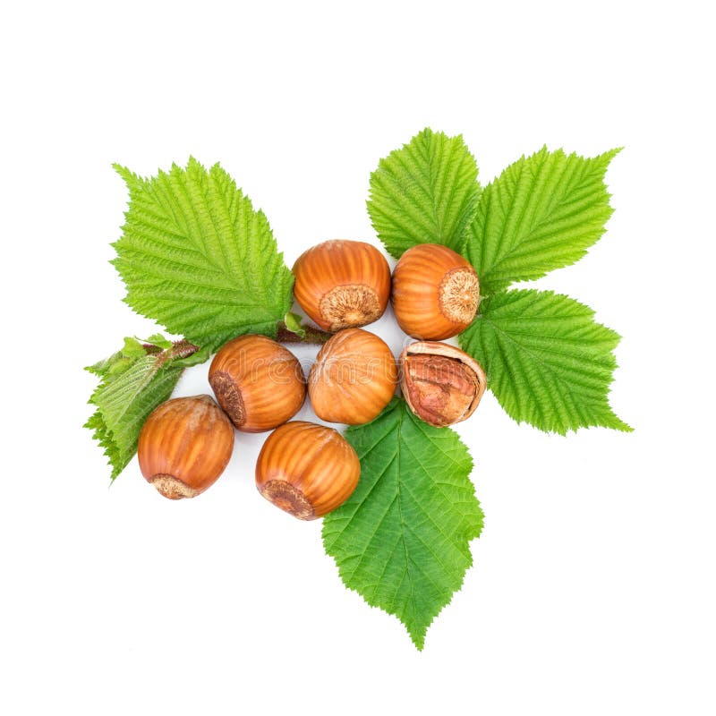 Filbert nuts with leaf stock photo. Image of pattern - 77631174